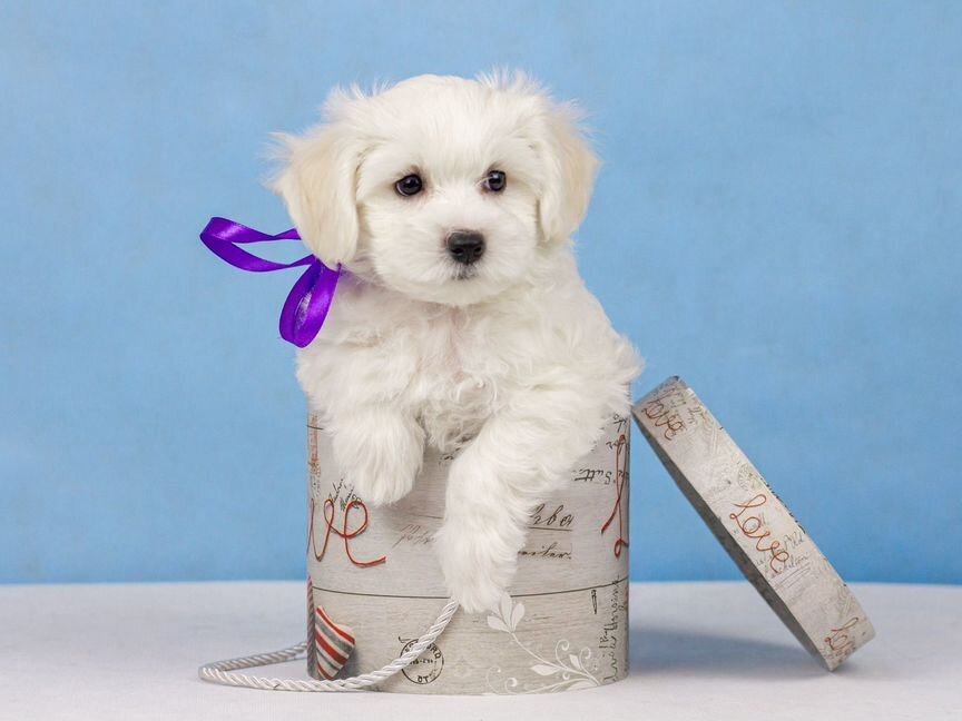 Бишон Фризе Белоснежные щенки