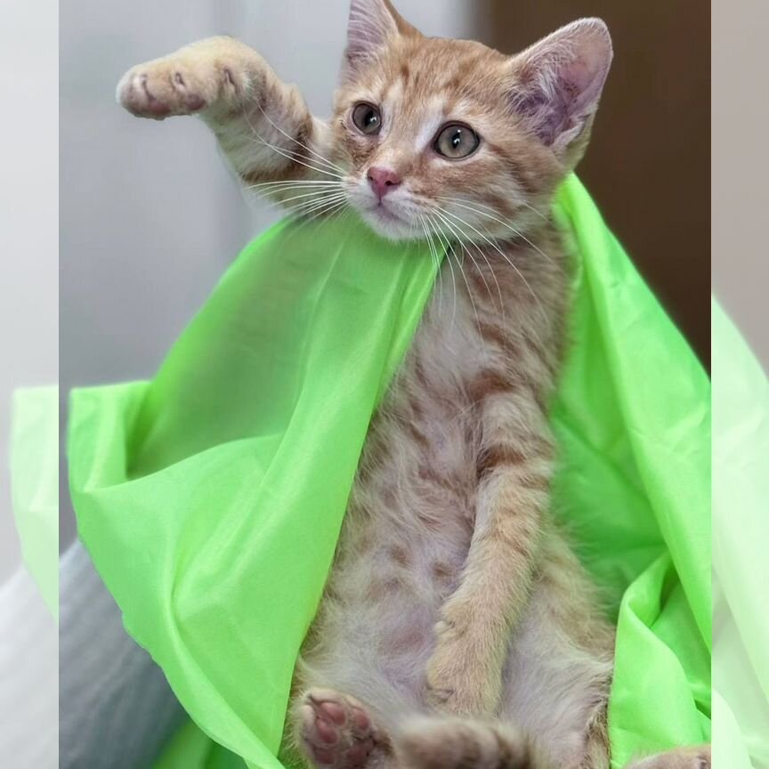 Котенок в приюте