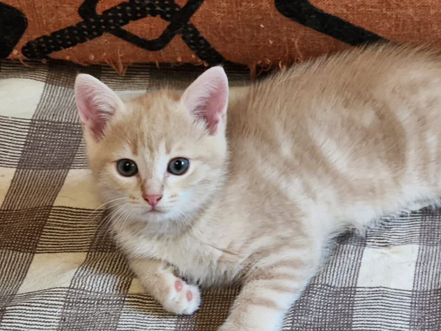 Котёнок помесь Бенгала