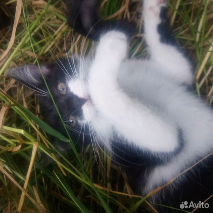Котенок хочет найти хозяев