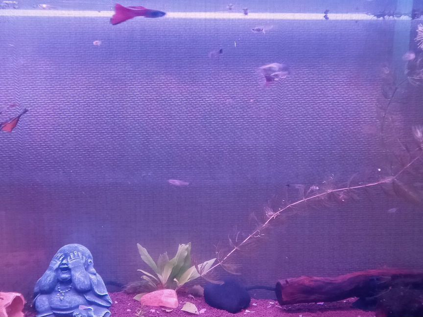 Аквариумные рыбки гуппи