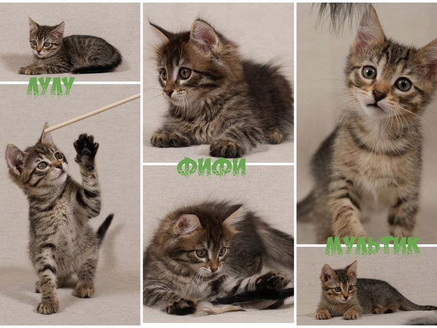 Маленькие камышики в хорошие руки