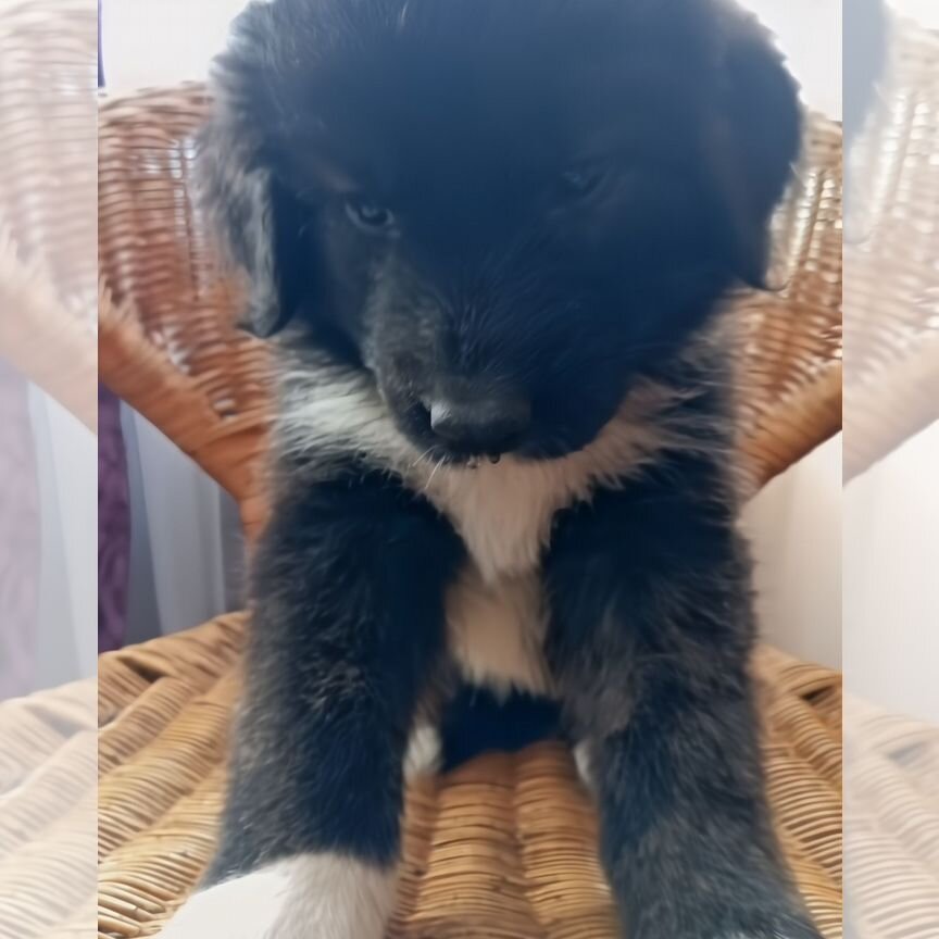 Щенок от частного владельца