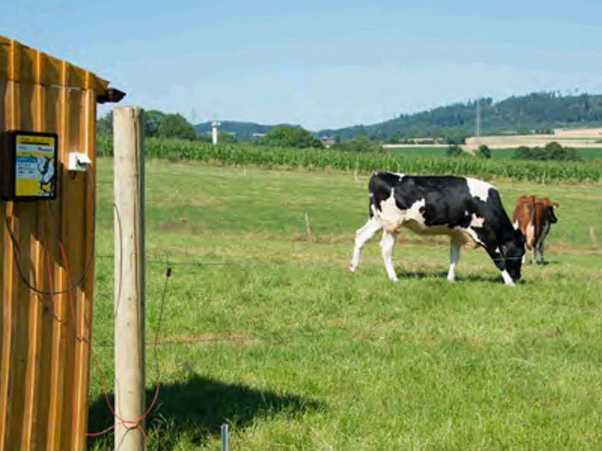 Электропастух для быков