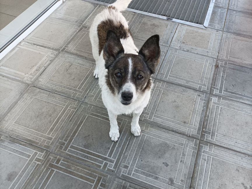 Собачка ищет своего человека