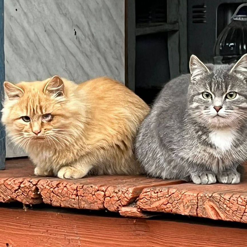 Брошенные котята,укотовите малышей,дайте дом