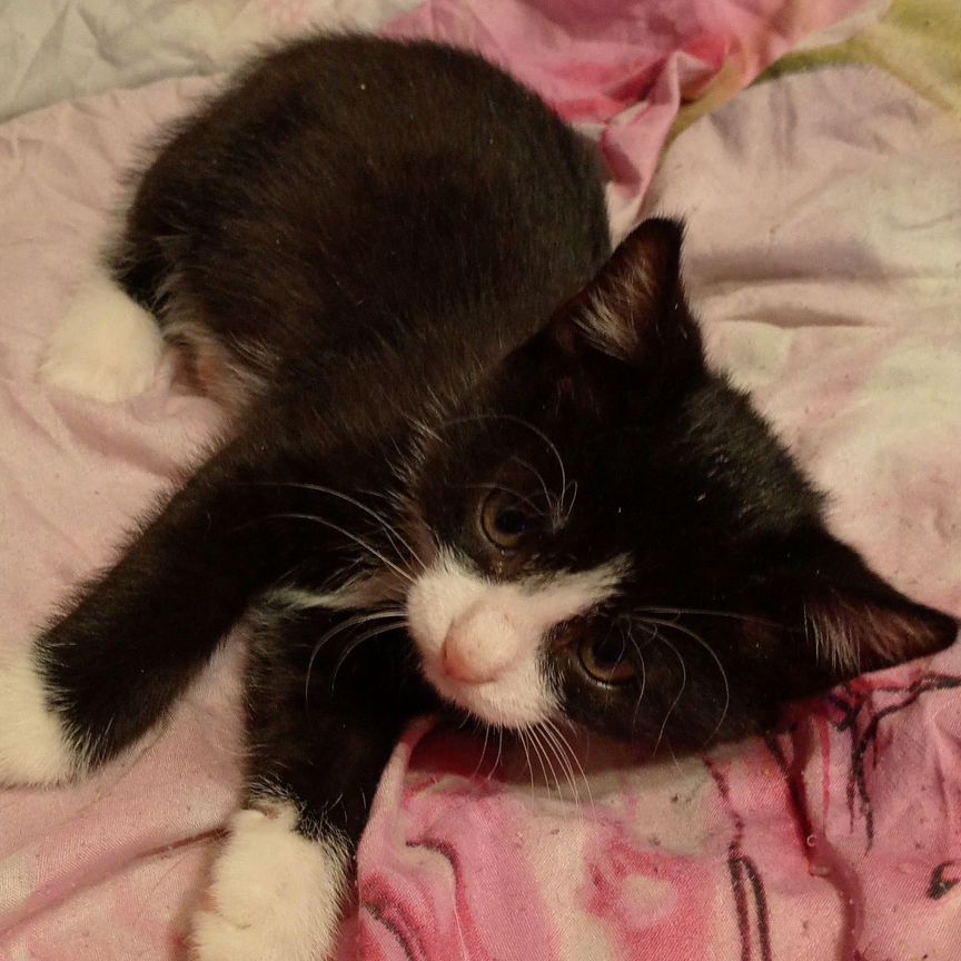 Котёнок в добрые руки