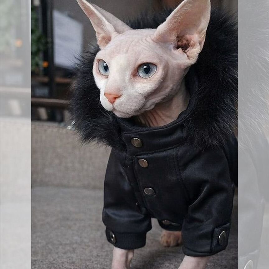 Одежда для кошек