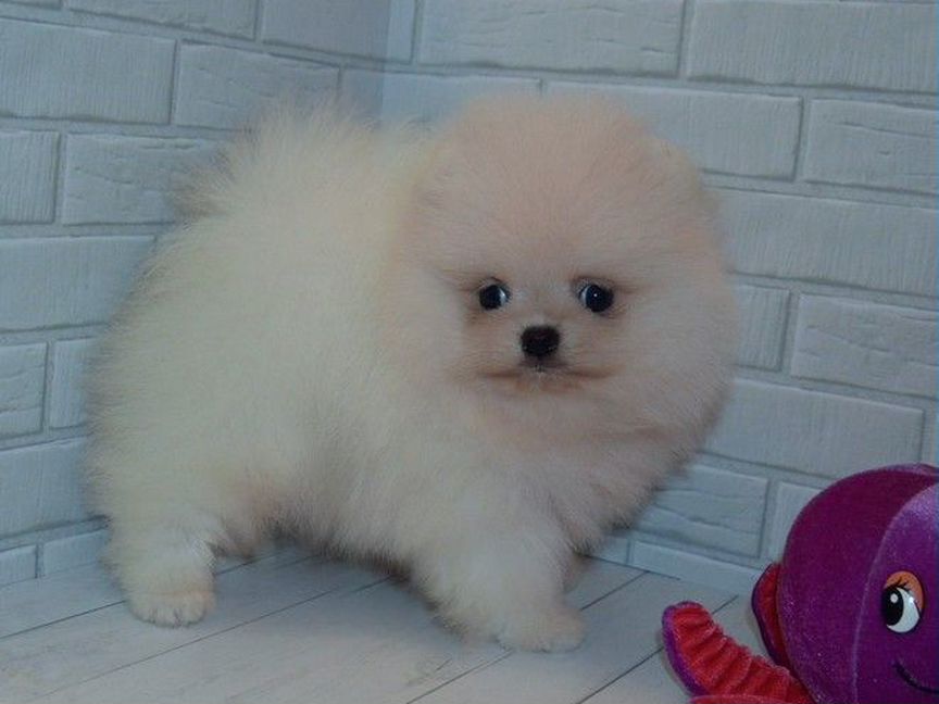 Померанский шпиц,кукольные медвежата с докум. РКФ