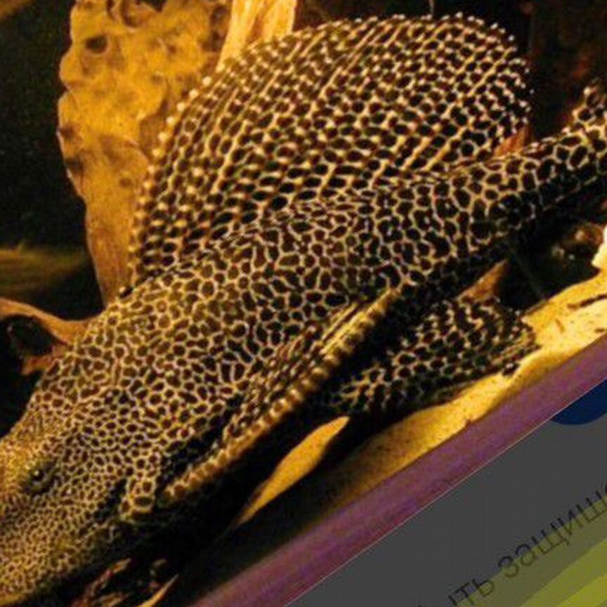 Анциструс, сом-прилипала