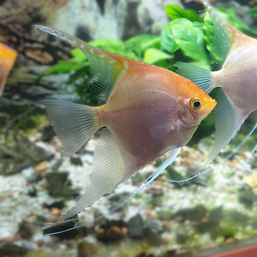 Скалярии "Золото Гайаны"