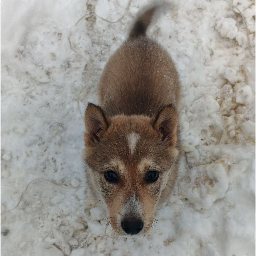 Западносибирская лайка, щенок