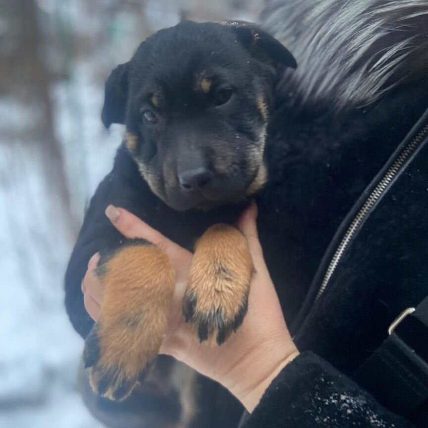 Щенуля в добрые руки