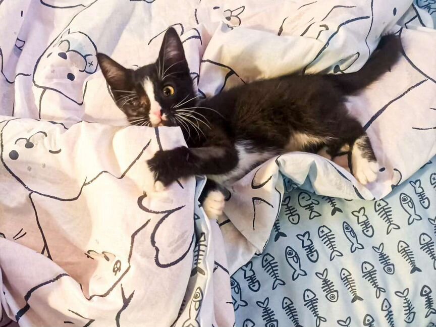 Ни дня без тыгыдыка