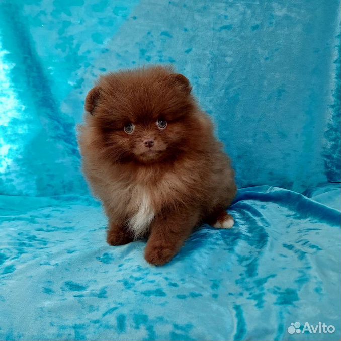 Померанский шпиц шоколадочка