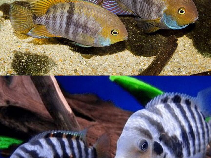 Цихлазома Седжика ; Чернополосая