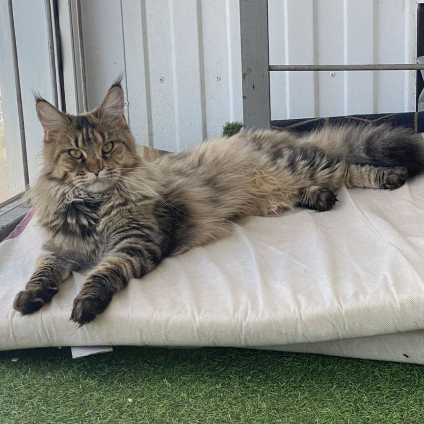 Мейн-кун, взрослая кошка