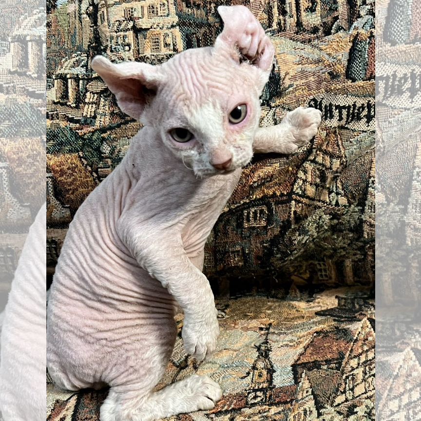 Эльф котёнок