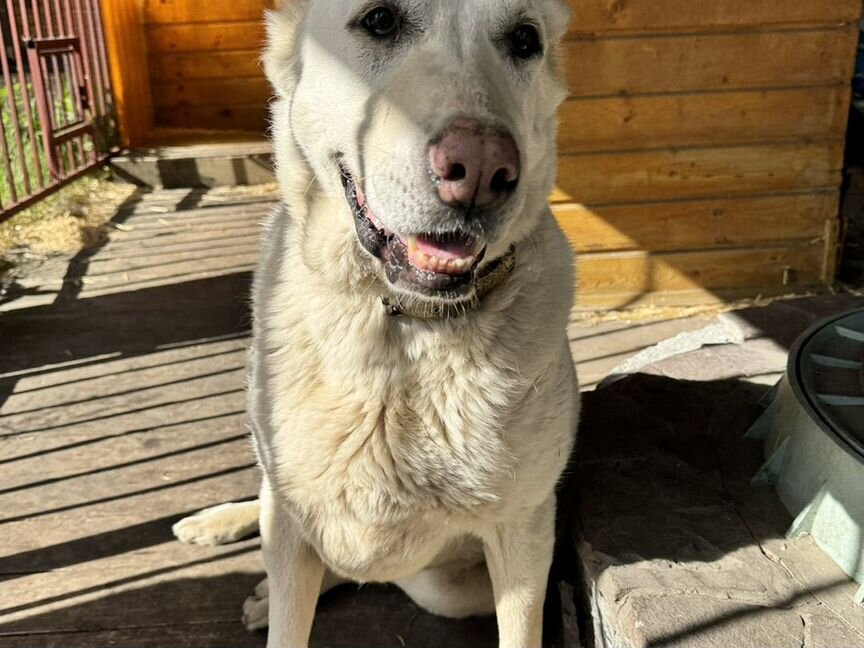 Сао (Алабай)