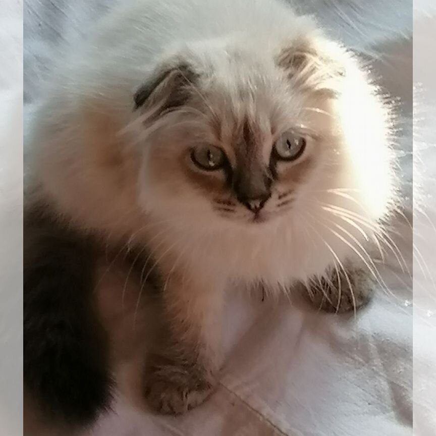 Вислоухий котенок