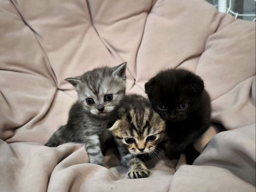 Шотландские котята