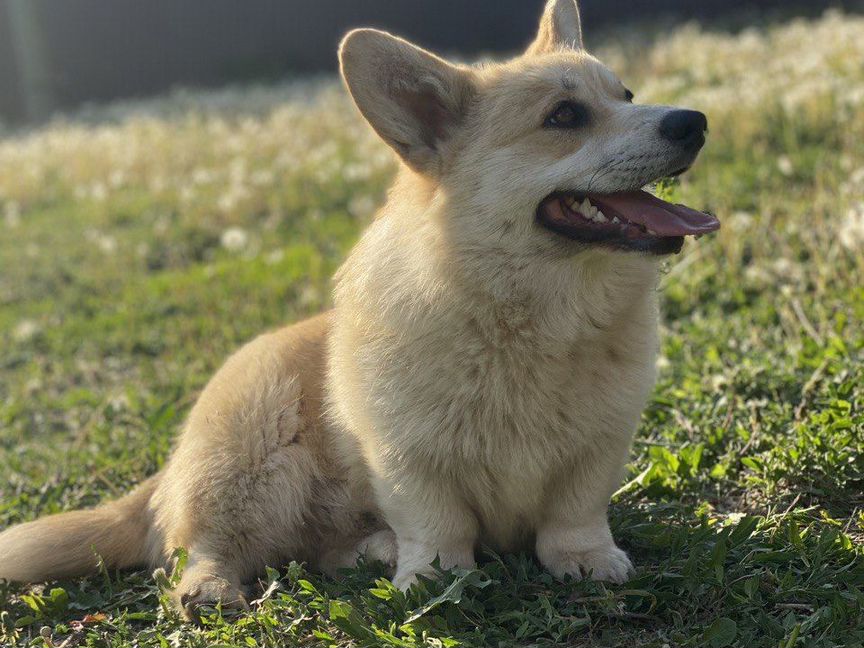 Вельш-корги пемброк