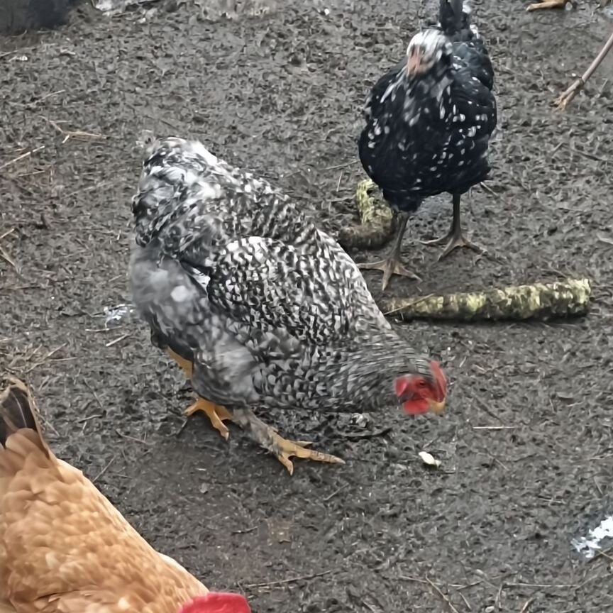 Петушки домашние