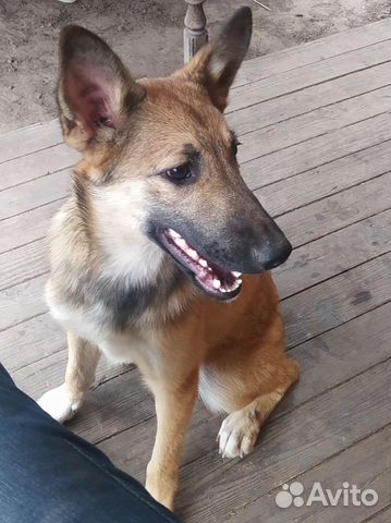 Девочка щенок метис овчарки ищет дом