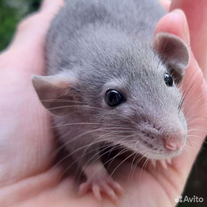 Крысята дамбо красивых окрасов