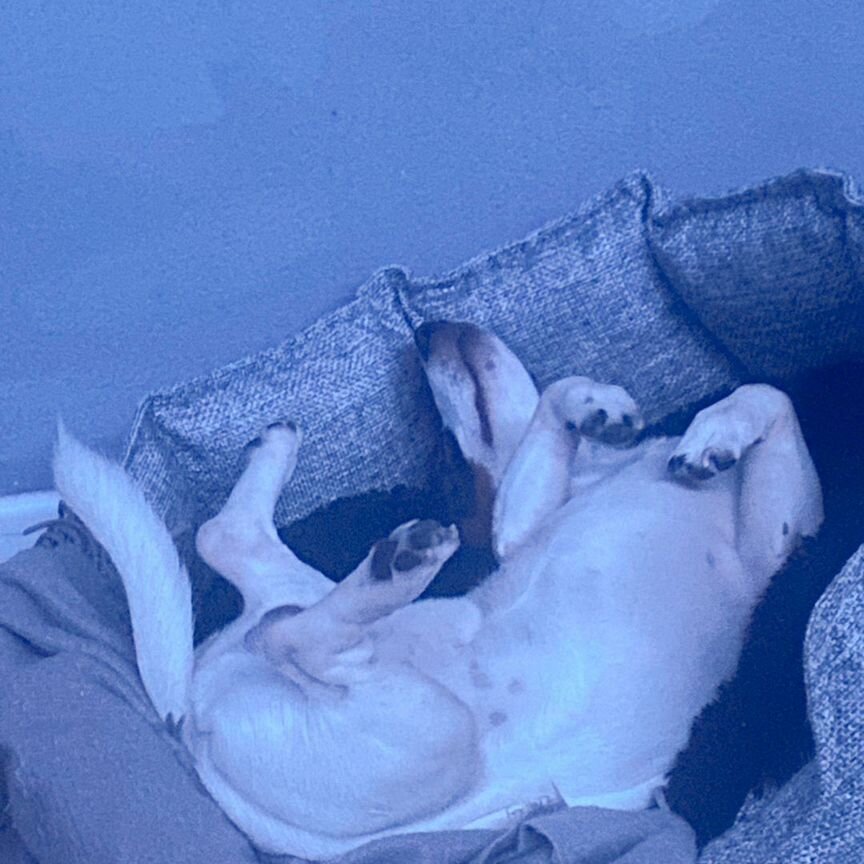 Джек рассел вязка