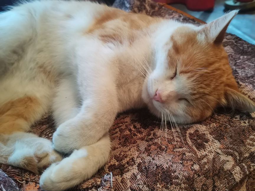 Отдам котенка в добрые руки