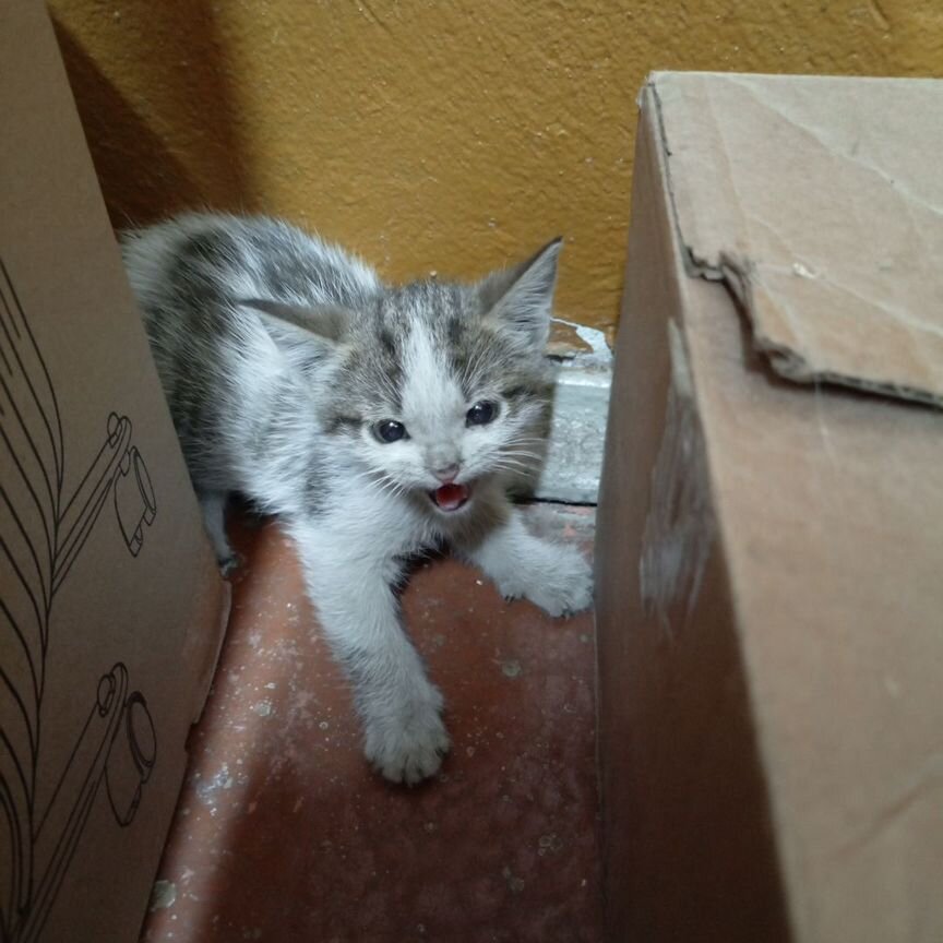 Котики маленькие