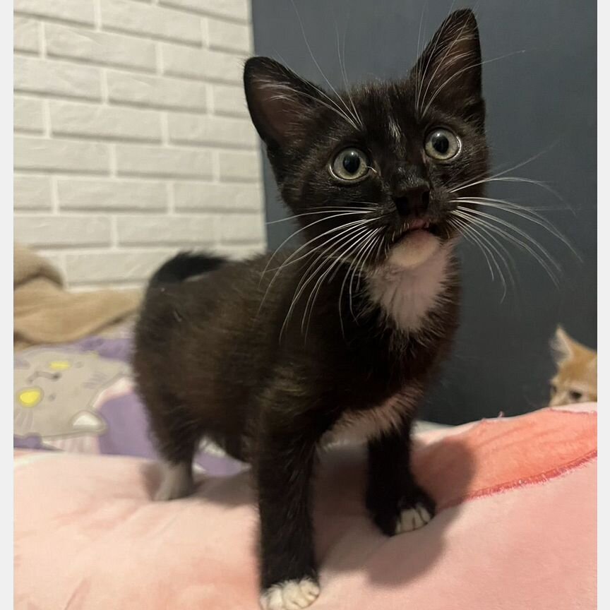 Котенок