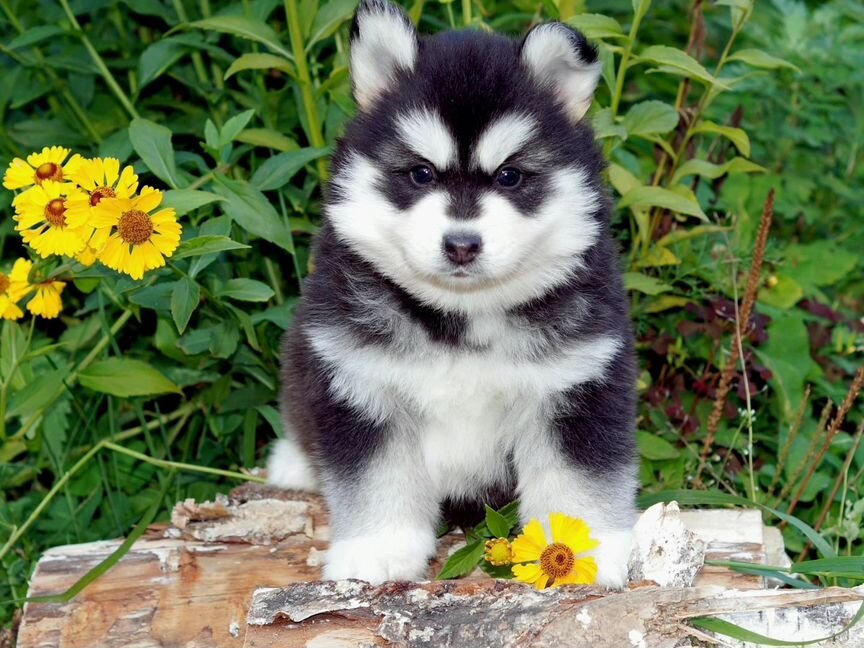 Малыш помски