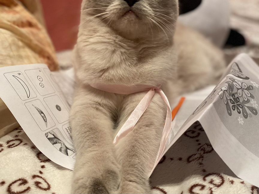 Шотландский вислоухий кот