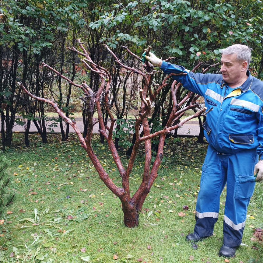 Красивая фактурная коряга