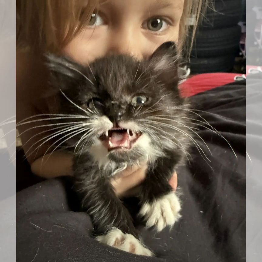 Сиамский котёнок