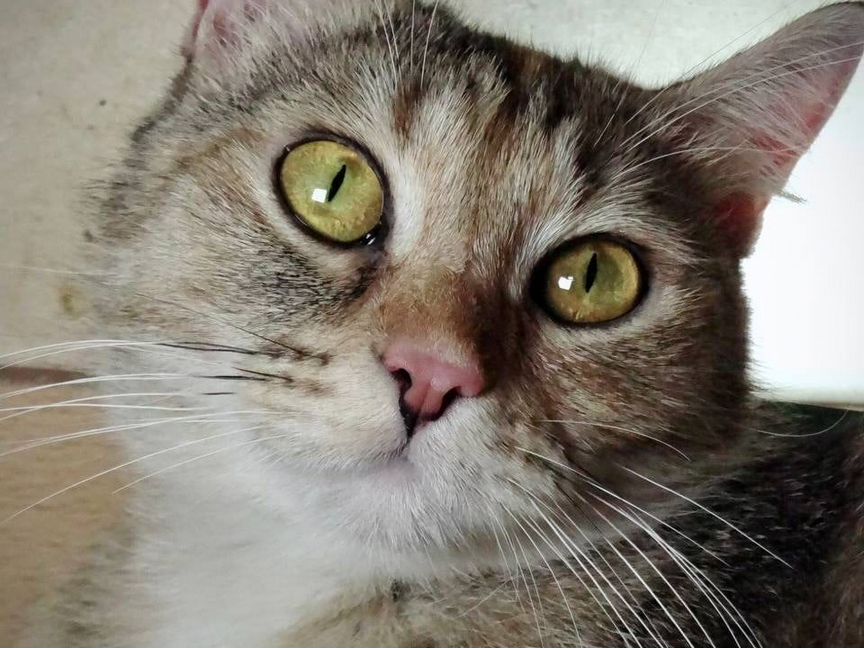 Кошка Ева