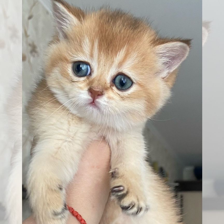 Шотландская кошечка
