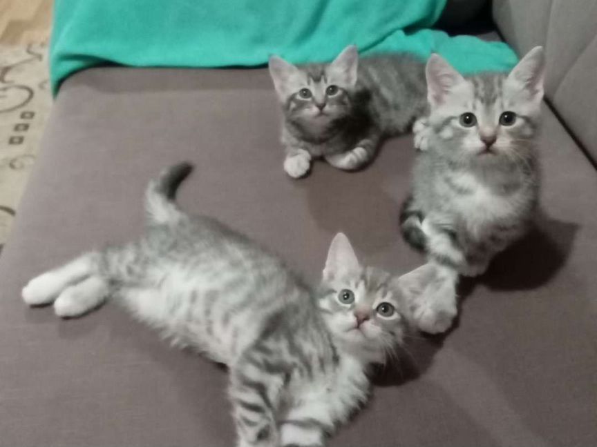 Котятки бесплатно британской кошечки