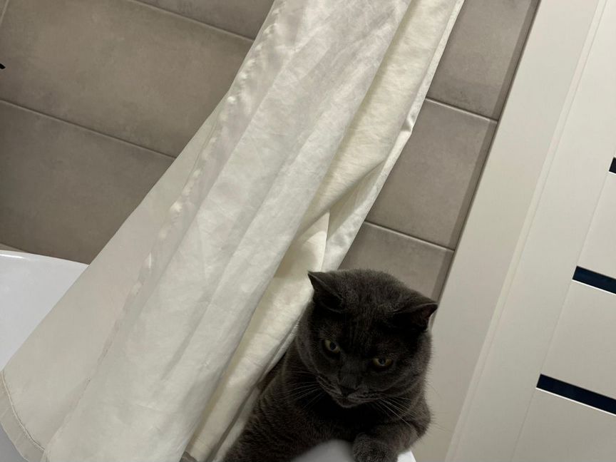 Кошки в добрые руки