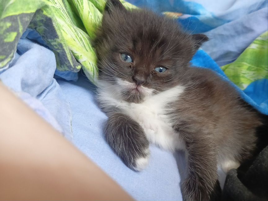 Котята