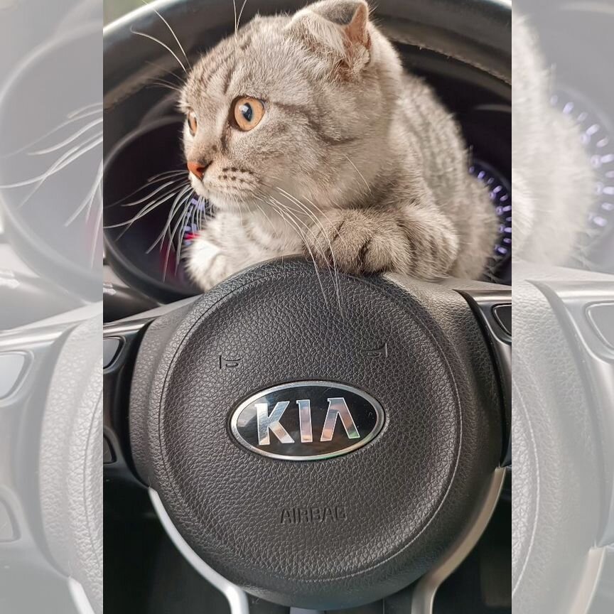 Домашние животные кошки
