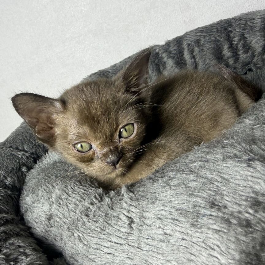 Европейский бурманский котёнок