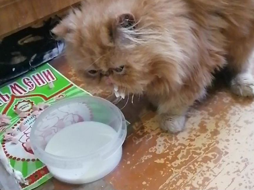 Котенок - Подкидышь