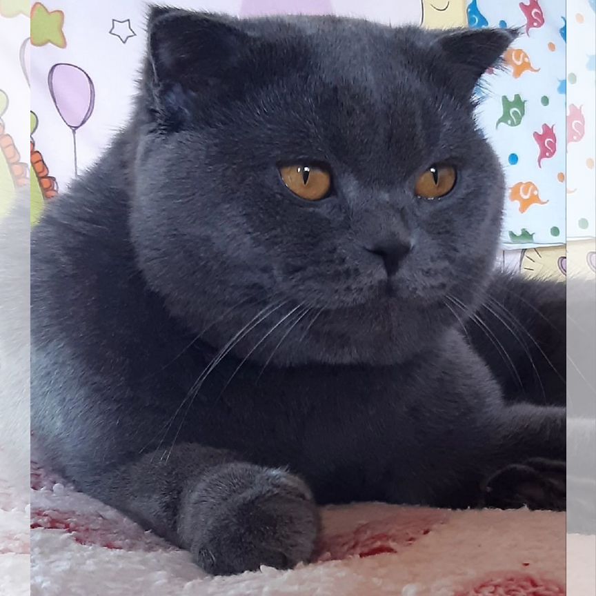 Отдаём Кота бесплатно