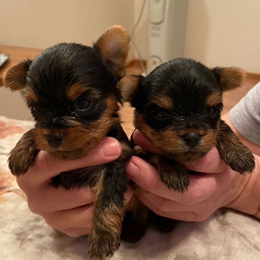 Йоркширский терьер, щенок