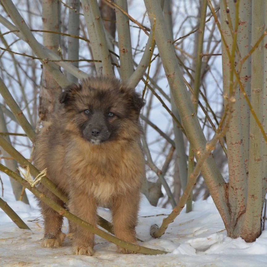 Щенок в добрые руки мальчик