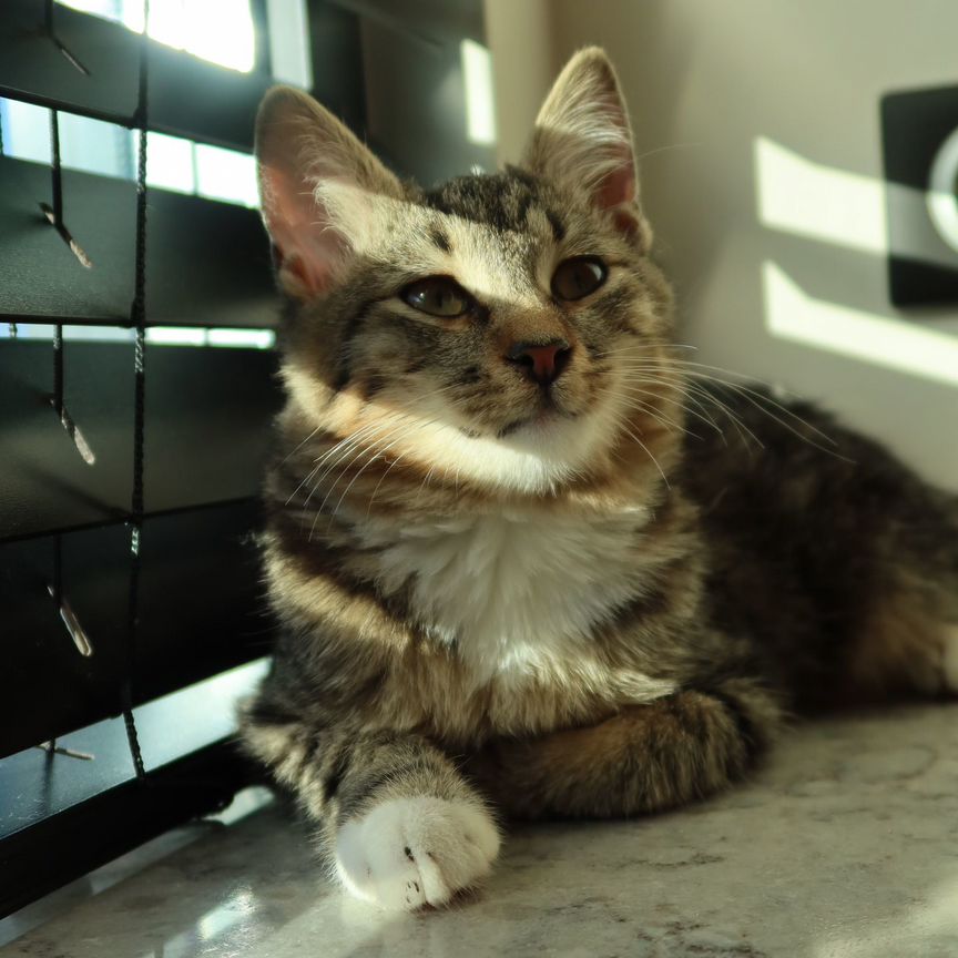 Котенок в поиске семьи