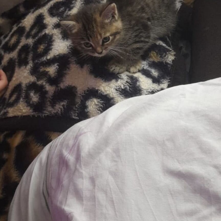 Котята в добрые руки бесплатно девочка